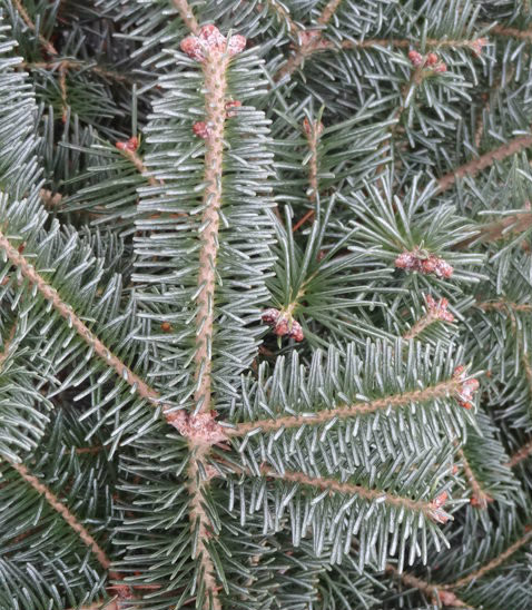 Abies lasiocarpa ' Hurricane Blue ' Subalpine Fir Tree - Kigi Nursery