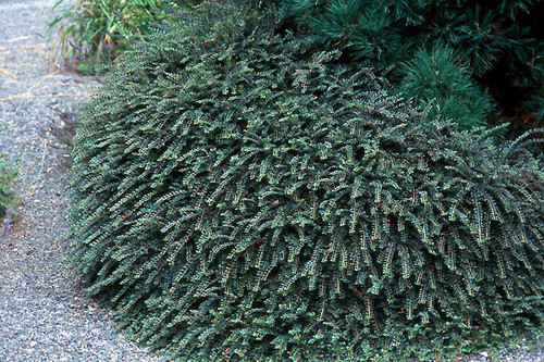 Cotoneaster apiculatus 'Tom Thumb' Dwarf Low Growing Cotoneaster - Kigi ...