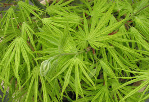 Acer palmatum 'Elmwood' Japanese Maple Tree - Kigi Nursery