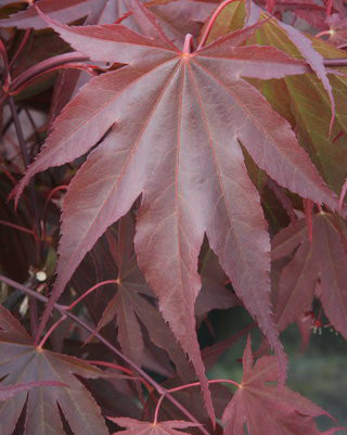 Acer palmatum 'Hefner's Red' Japanese Maple Tree - Kigi Nursery