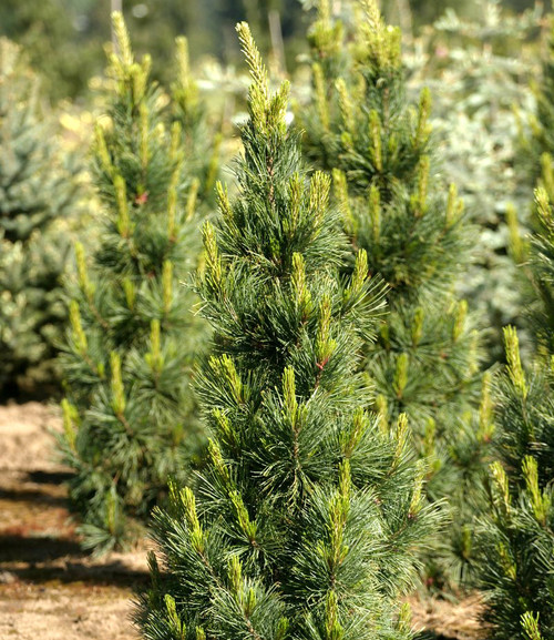 Pinus cembra 'Algonquin Pillar' Columnar Swiss Stone Pine - Kigi Nursery