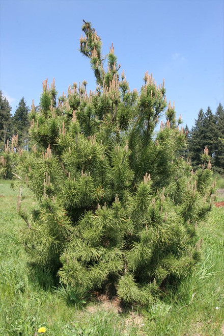 Pinus contorta Shore Pine - Kigi Nursery
