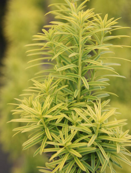 Taxus baccata 'David' Columnar Golden English Yew - Kigi Nursery