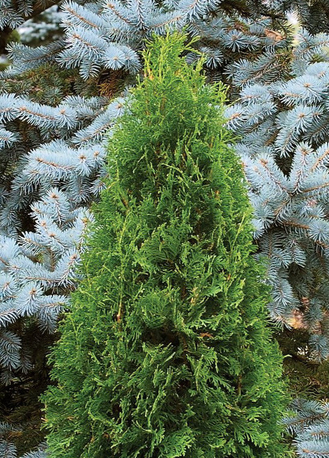 Thuja occidentalis 'Rushmore' Narrow Eastern Arborvitae - Kigi Nursery