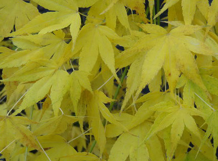 Acer palmatum ' Ukon ' Japanese Maple Tree - Kigi Nursery