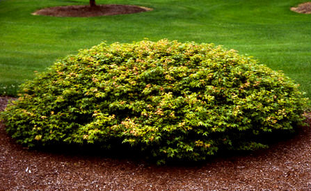 Acer palmatum 'Tama hime' Dwarf Spreading Japanese Maple - Kigi Nursery
