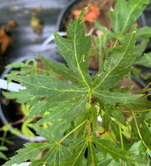 Acer palmatum 'Frilly Willy' Dwarf Japanese Maple - Kigi Nursery