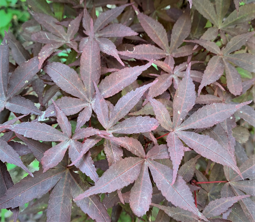 Acer palmatum 'Little Red' Dwarf Japanese Maple - Kigi Nursery
