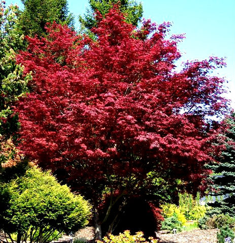 Acer palmatum 'Sherwood Flame' Japanese Maple Tree - Kigi Nursery