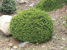 Picea abies 'Hildburghausen' Miniature Norway Spruce - Kigi Nursery
