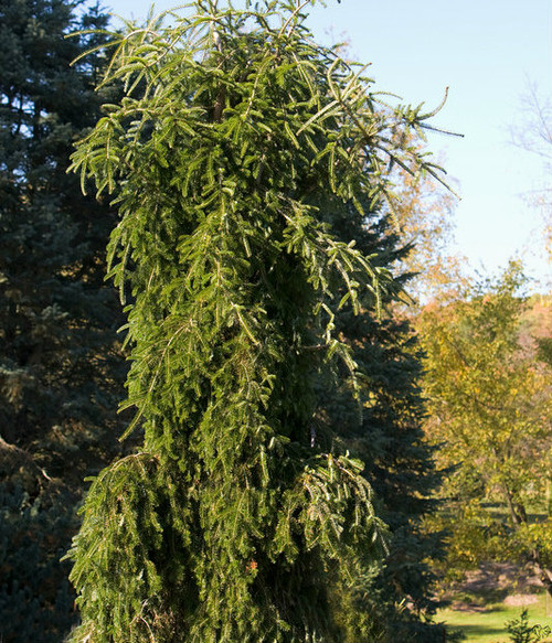 Weeping Silver Firs | Buy at Kigi Nursery