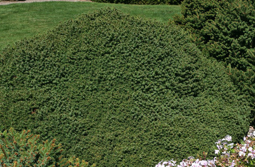 Picea abies 'Little Gem' Dwarf Norway Spruce - Kigi Nursery