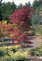 Acer palmatum 'Beni otake' Japanese Maple Tree - Kigi Nursery