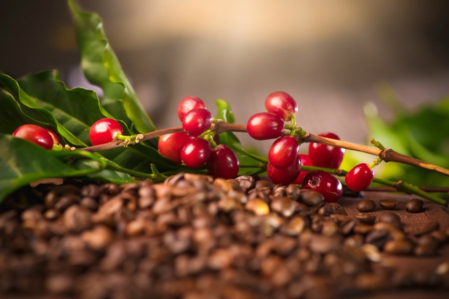 Koa Premium Hawaiian Coffee