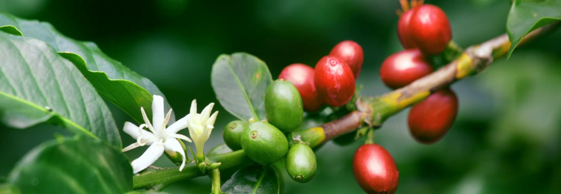 Koa Premium Hawaiian Coffee