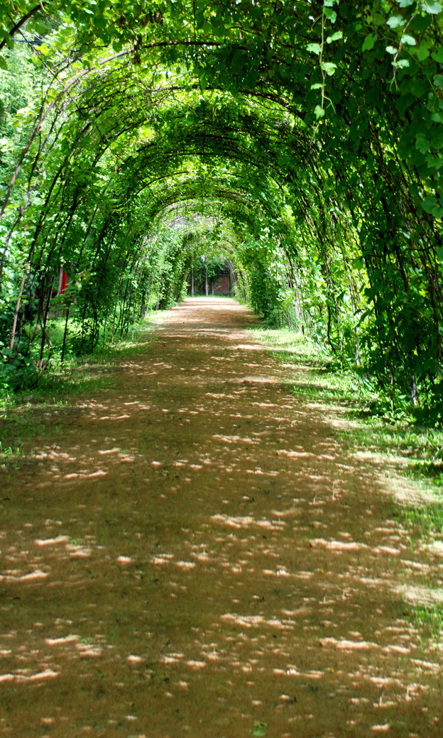 Sunlight Through the Vines Backdrop | Photo Pie
