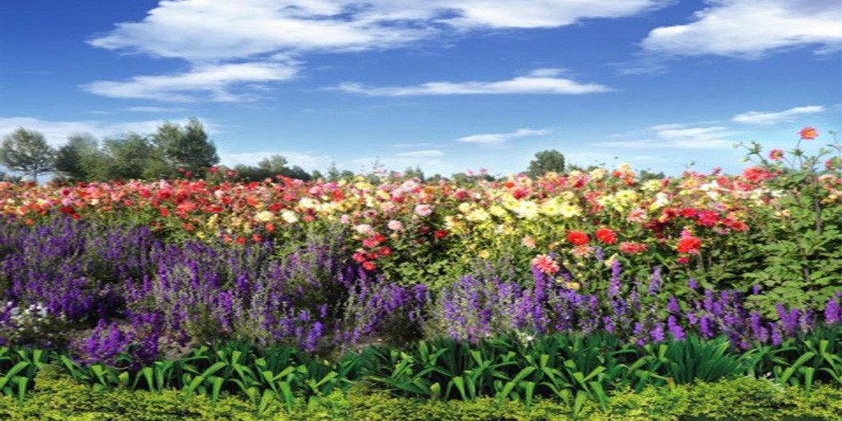 Flower Field Wide Format | Photo Pie
