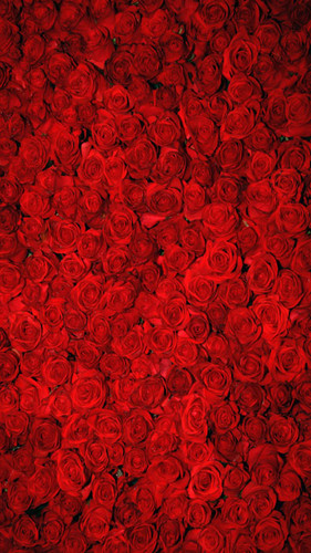 Red Boudoir Backdrop | Photo Pie