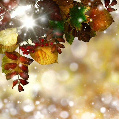 Autumn Themed Backdrops for Photography | Photo Pie