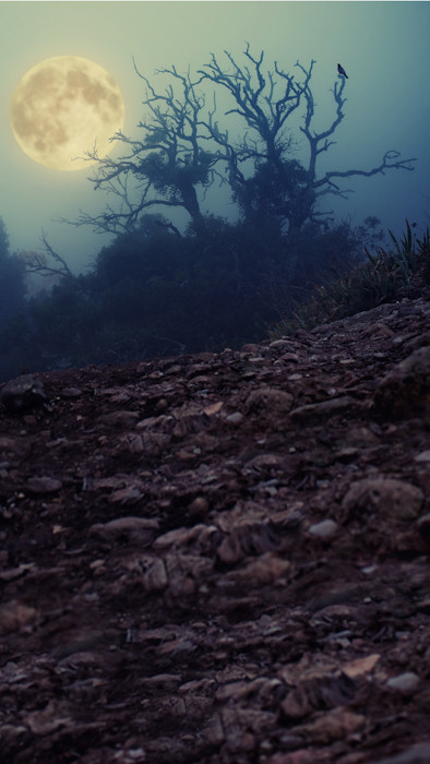 Moonbeam Trees Backdrop | Photo Pie