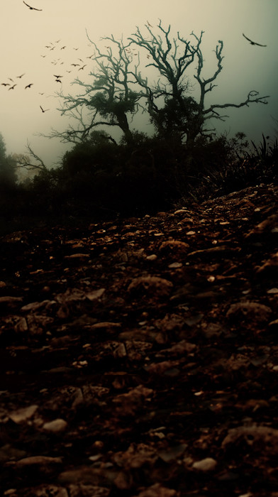 Desolate Woods Backdrop | Photo Pie