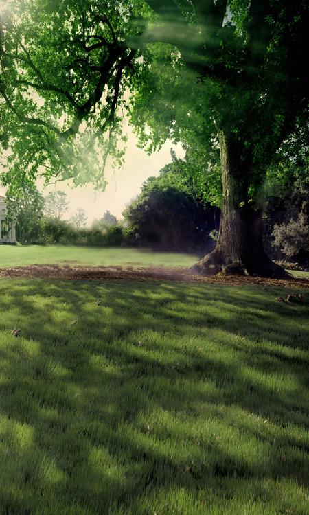 Shade Tree Backdrop | Photo Pie