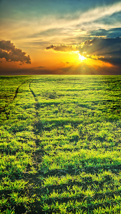 Sunset Field Backdrop | Photo Pie