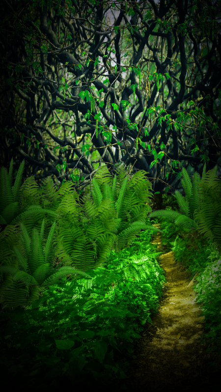 green jungle background