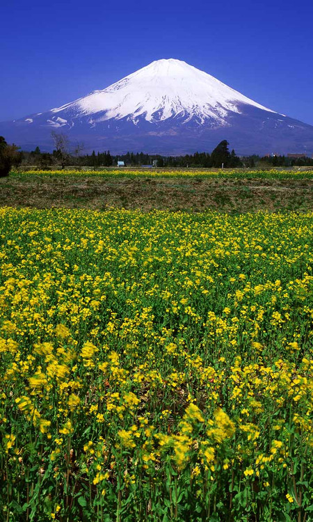 Fuji Flowers Backdrop | Photo Pie