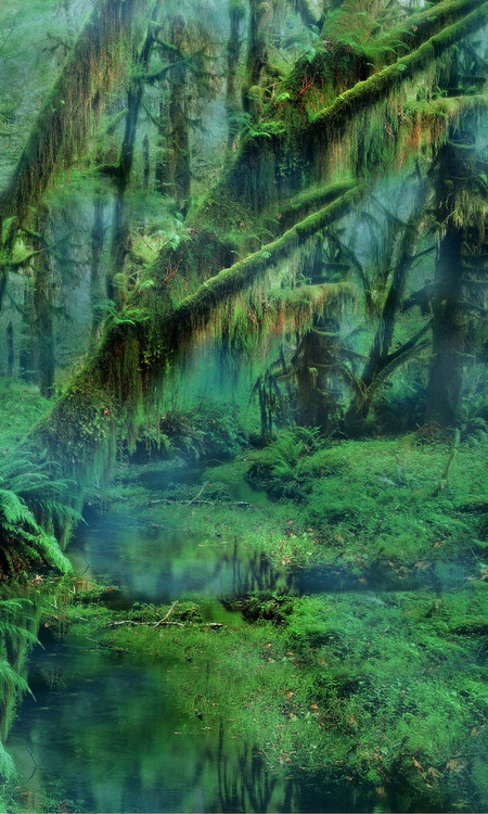 Swampland Backdrop | Photo Pie