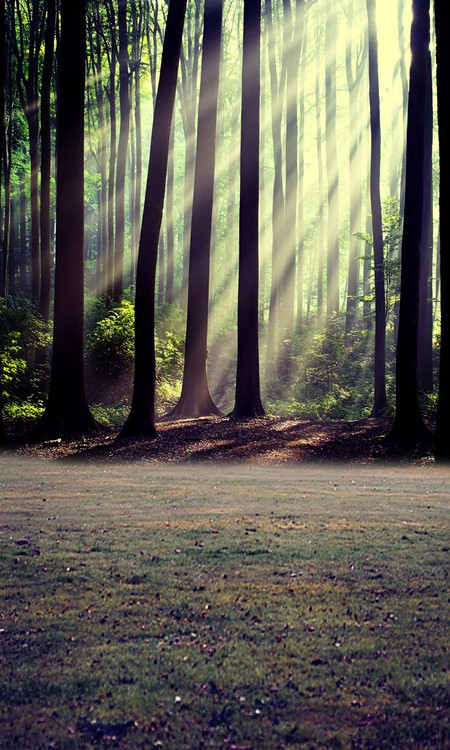 Forest Light Rays Backdrop | Photo Pie