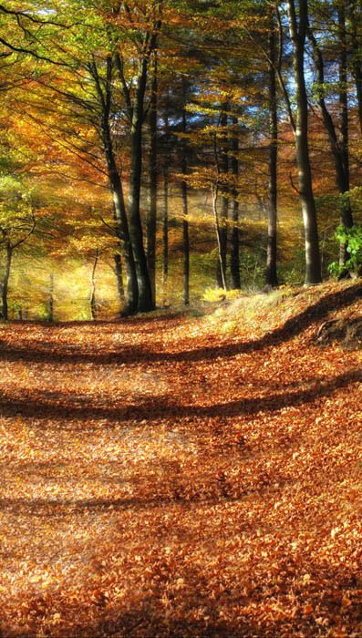 Evening Glow Backdrop | Photo Pie