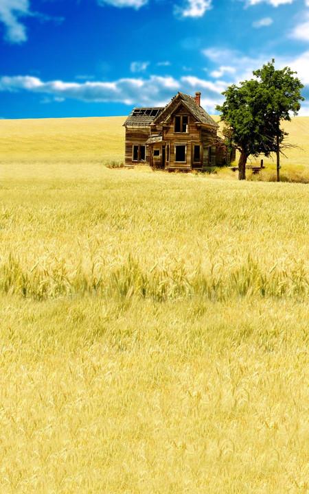 Wheat Field Shack Backdrop | Photo Pie