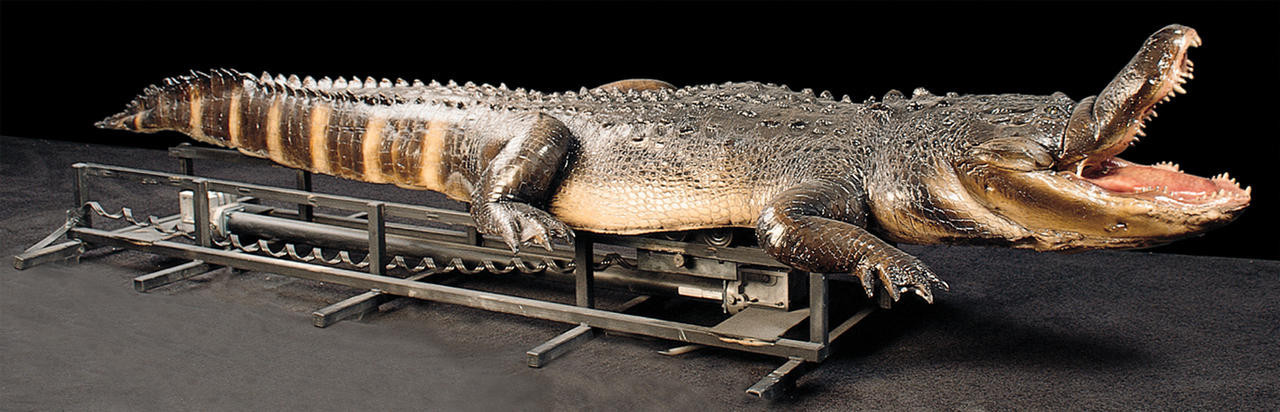 Alligator Attack Animatronic Prop