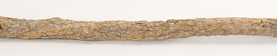 SWEET GUM WALKING STICK - TreelineUSA