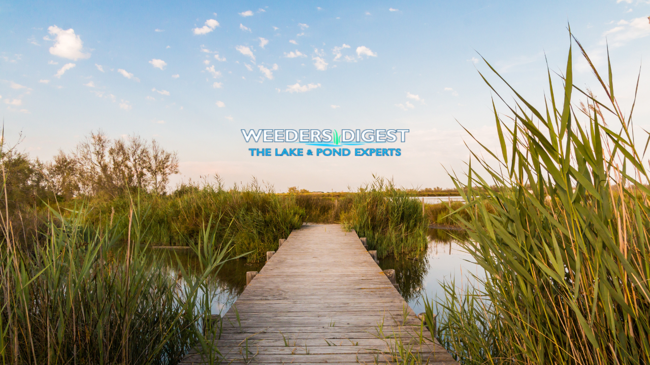 Natural Pond & Lake Weed Control with 4 Proven Tools - The Weeders Digest