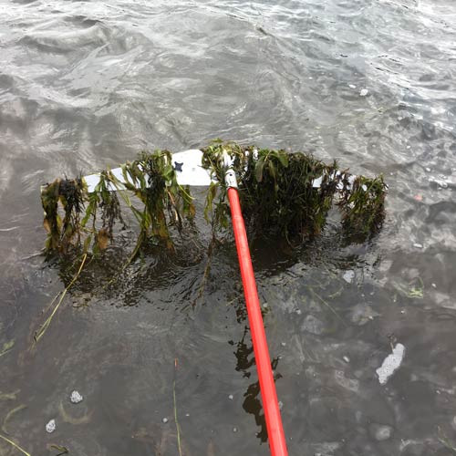 Weed Ripper | Aquatic Weed Pulling Tool | The Weeders Digest