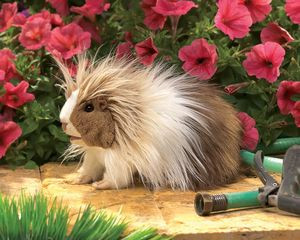 Folkmanis Puppet Guinea Pig