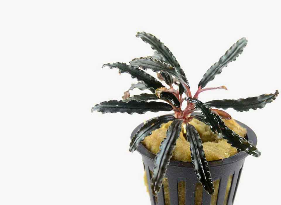 Green Leaf Aquariums