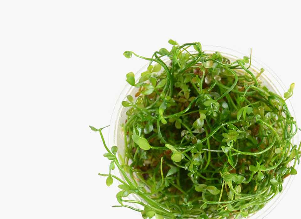 Green Leaf Aquariums