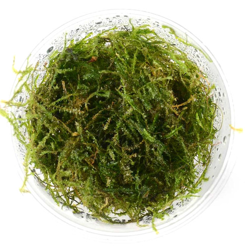 Taxiphyllum Taiwan Moss - Green Leaf Aquariums | GLA
