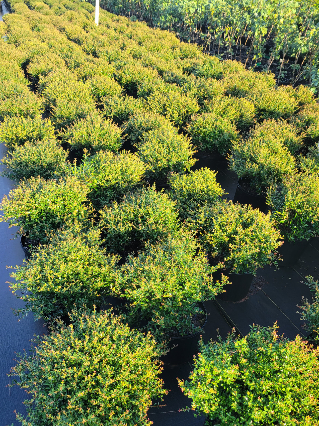 Dwarf Stokes Yaupon Ilex Vomitoria