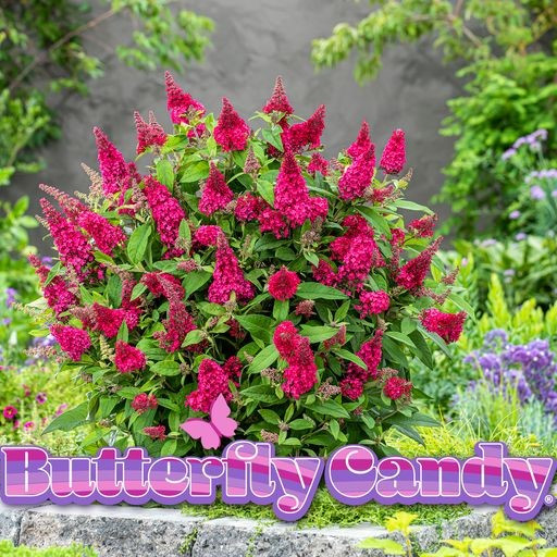 Butterfly Candy Lil Raspberry Butterfly Bush