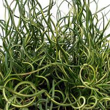 Juncus Spiralis Corkscrew Quart Plant