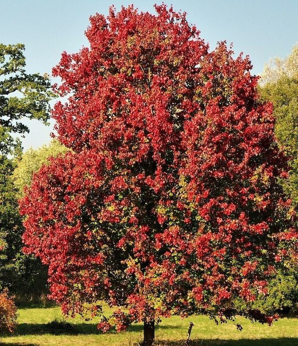 Acer Rubrum October Glory Maple Tree - Fast Growing