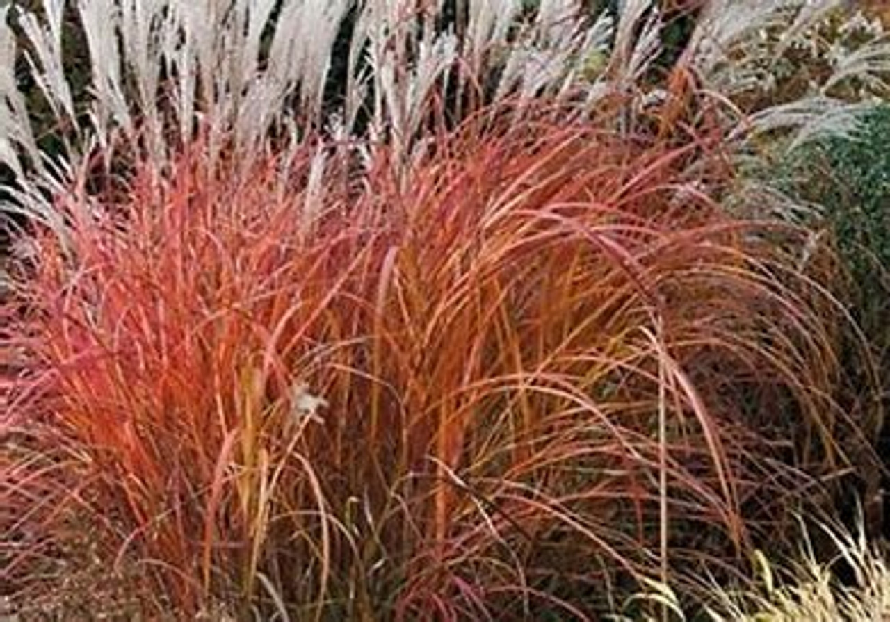 Miscanthus Sinensis Little Miss Dwarf Maiden Grass Quart And 3 Gallon