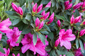 'Purple Formosa' Indica Azalea | Southern Indica Azalea Collection