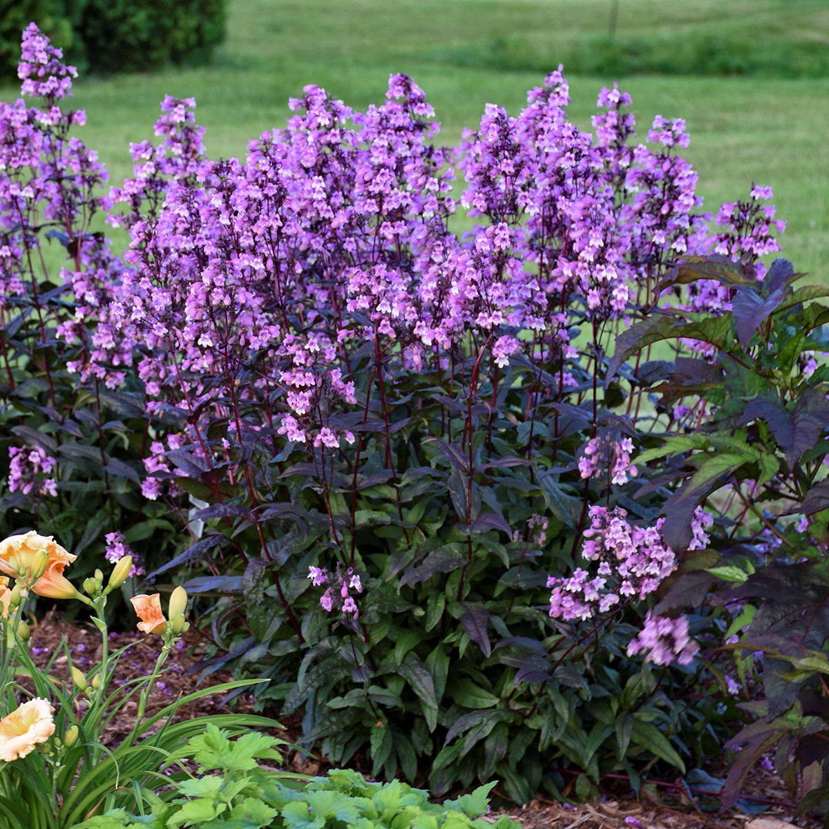 Midnight Masquerade Penstemon 1 Gallon Plant Free Shipping
