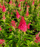 Butterfly Candy Lil Raspberry Butterfly Bush