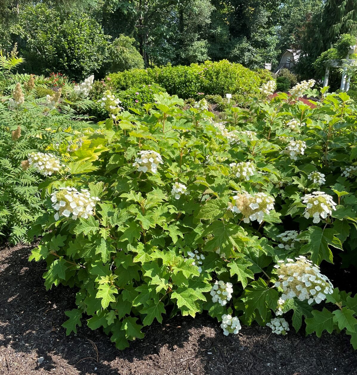 Toy Soldier ™ Oakleaf Hydrangea | Hydrangea quercifolia 'Bocotoso ...